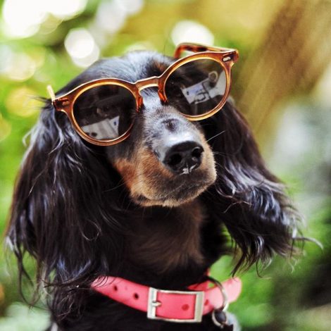 15 London Dogs You Should Definitely Be Following On Instagram - Secret ...