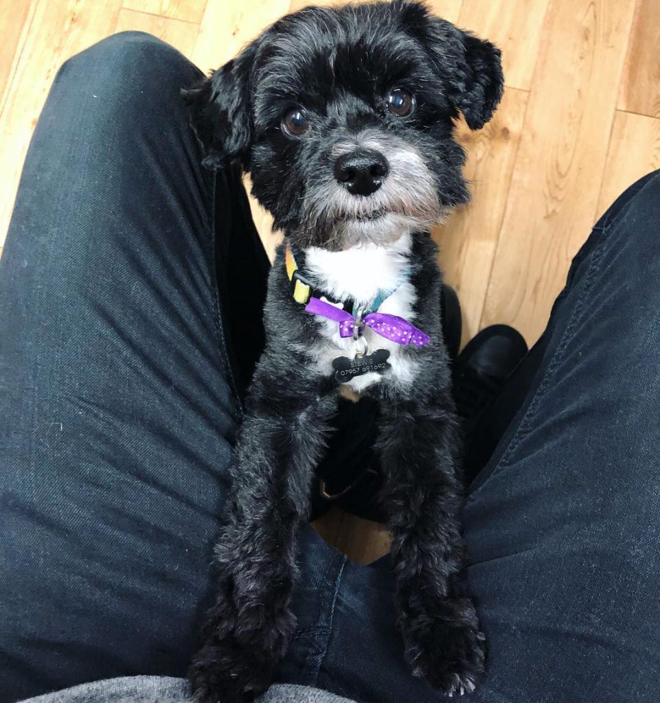 15 London Dogs You Should Definitely Be Following On Instagram - Secret ...