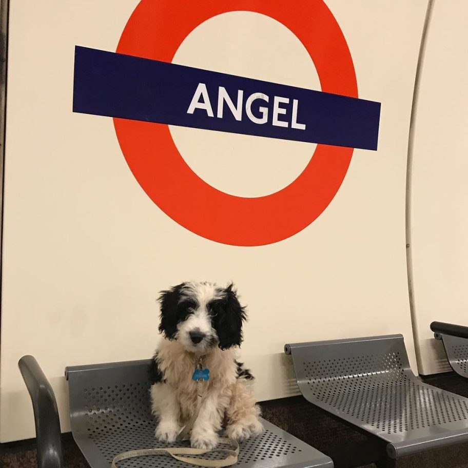 15 London Dogs You Should Definitely Be Following On Instagram - Secret ...