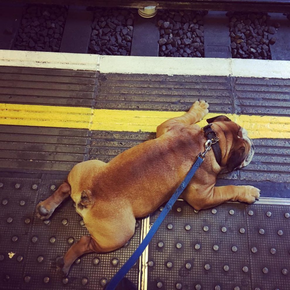 15 London Dogs You Should Definitely Be Following On Instagram - Secret ...