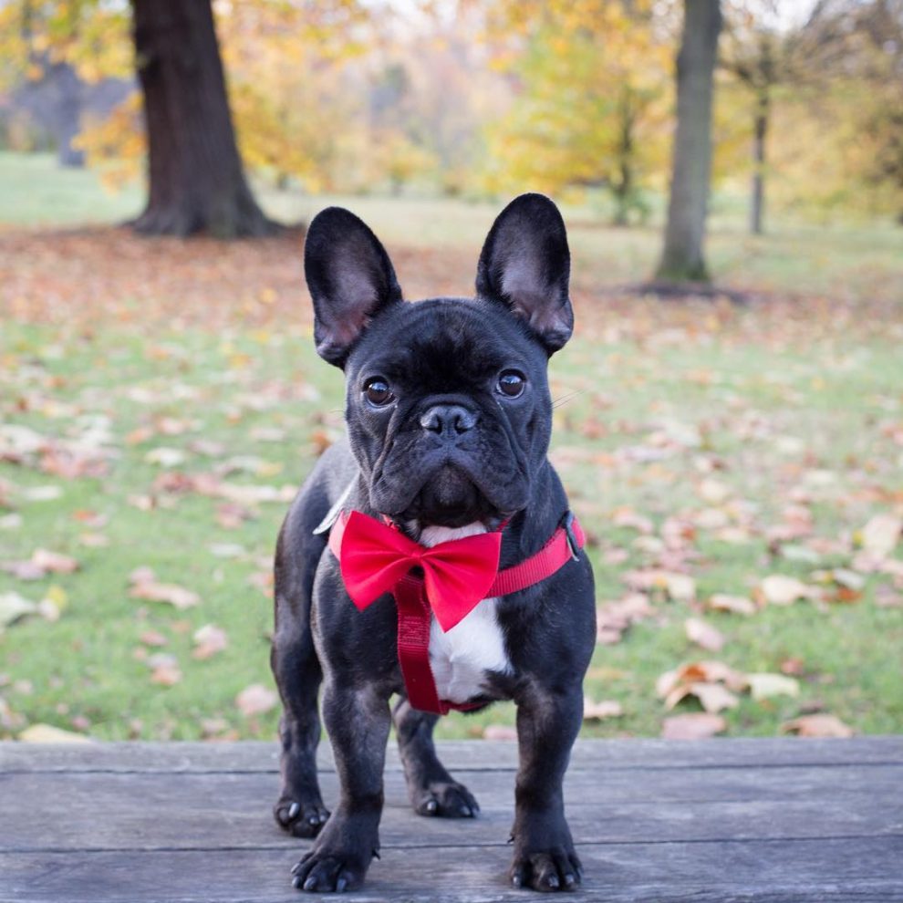 15 London Dogs You Should Definitely Be Following On Instagram - Secret ...