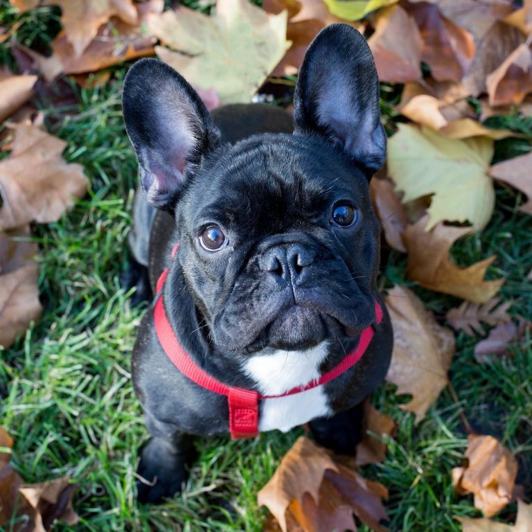 15 London Dogs You Should Definitely Be Following On Instagram