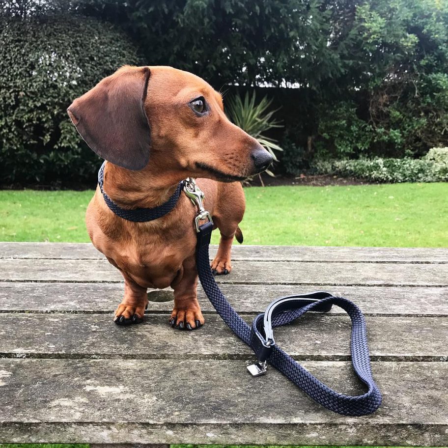 15 London Dogs You Should Definitely Be Following On Instagram