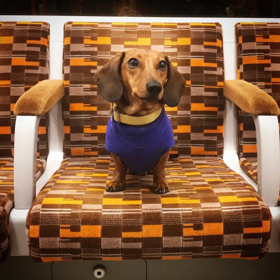15 London Dogs You Should Definitely Be Following On Instagram