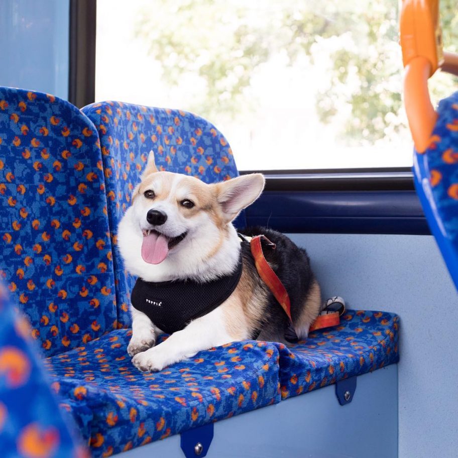 15 London Dogs You Should Definitely Be Following On Instagram