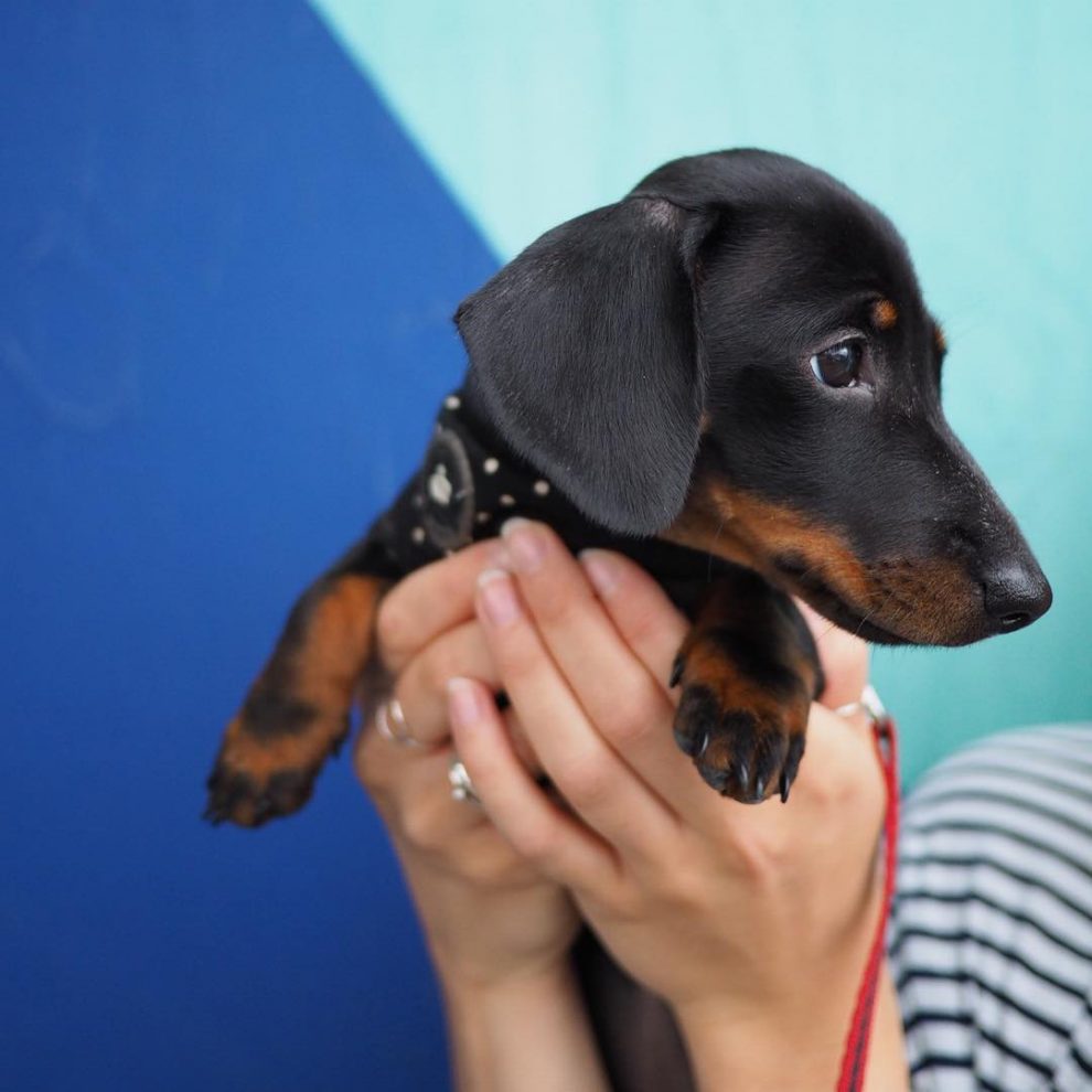 15 London Dogs You Should Definitely Be Following On Instagram