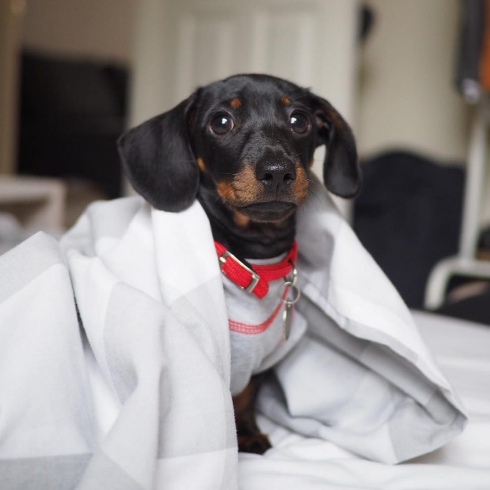 15 London Dogs You Should Definitely Be Following On Instagram