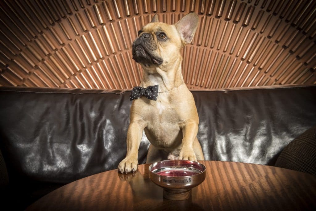 Bottoms Pup! A Cocktail Bar Especially For Dogs Is Coming To London
