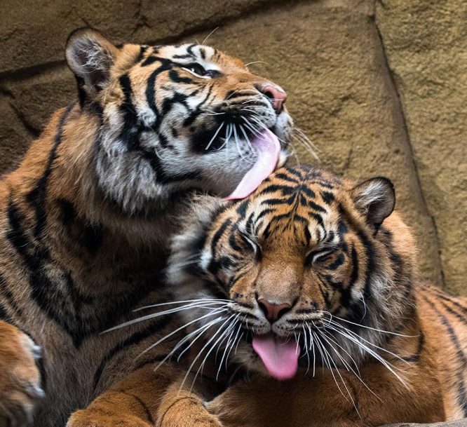 Animals In London: Where To Interact With The Capital's Cutest Creatures