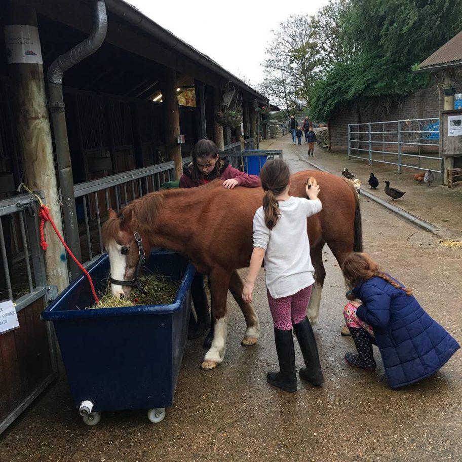 Animals In London: Where To Interact With The Capital's Cutest Creatures