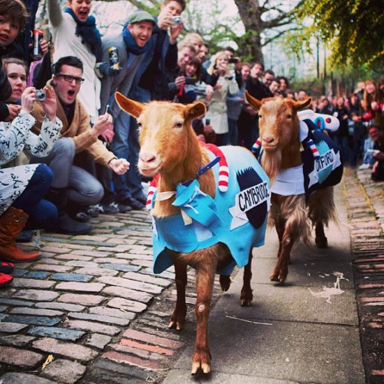 Animals In London: Where To Interact With The Capital's Cutest Creatures