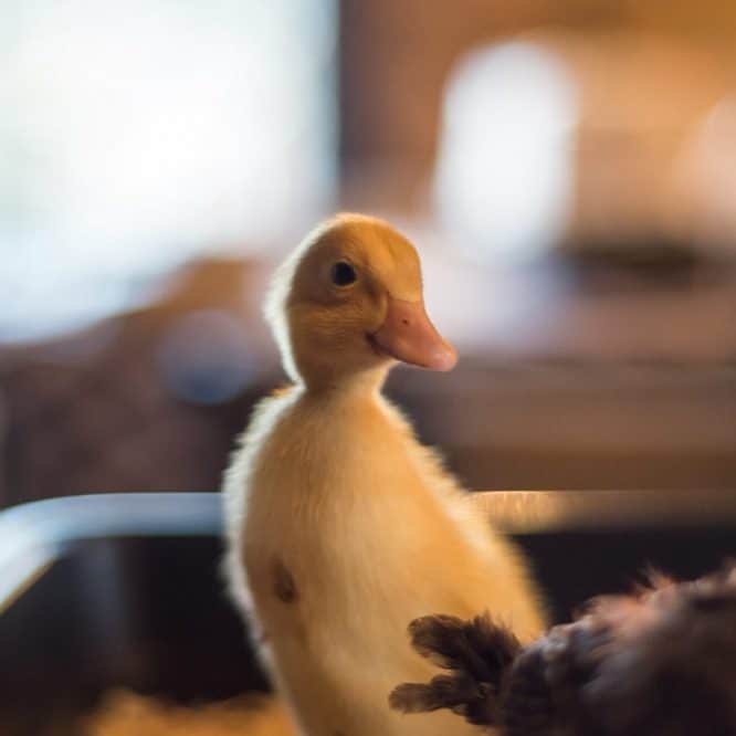 Animals In London: Where To Interact With The Capital's Cutest Creatures