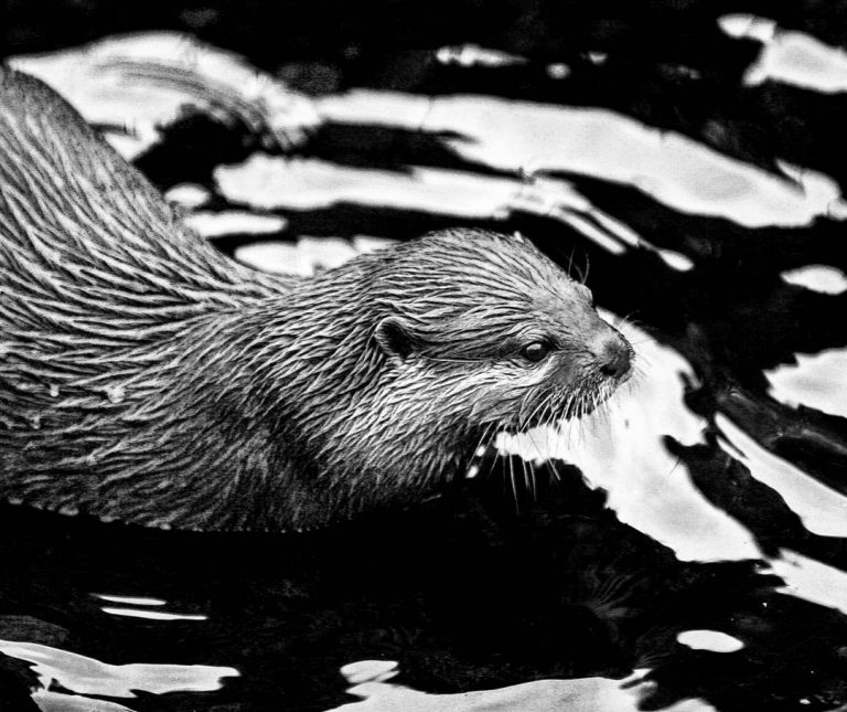 Animals In London: Where To Interact With The Capital's Cutest Creatures