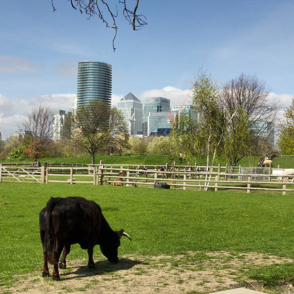 Animals In London: Where To Interact With The Capital's Cutest Creatures
