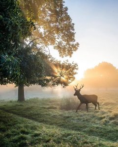 Animals In London: Where To Interact With The Capital's Cutest Creatures