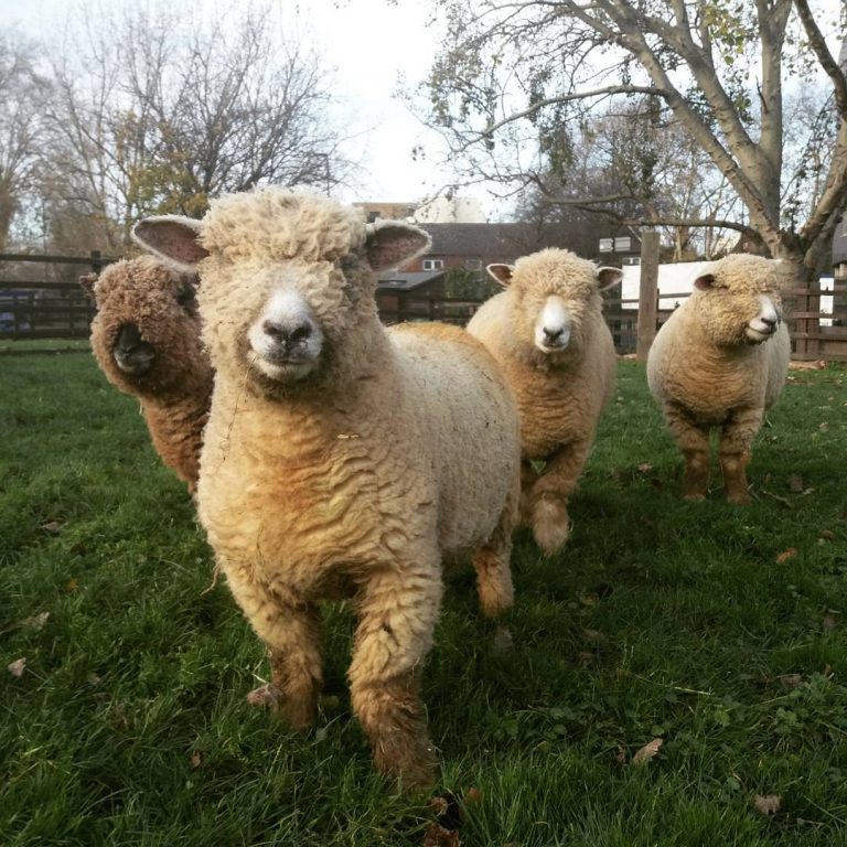 Animals In London: Where To Interact With The Capital's Cutest Creatures