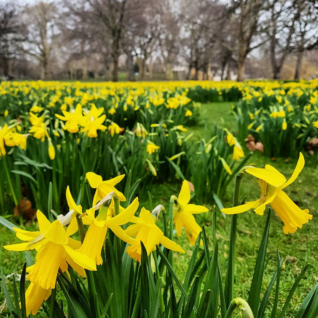 Flower Guide To London: Where To See Daffodils, Blossom, Wisteria In ...