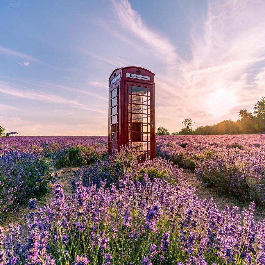 Flower Guide To London: Where To See Daffodils, Blossom, Wisteria In ...
