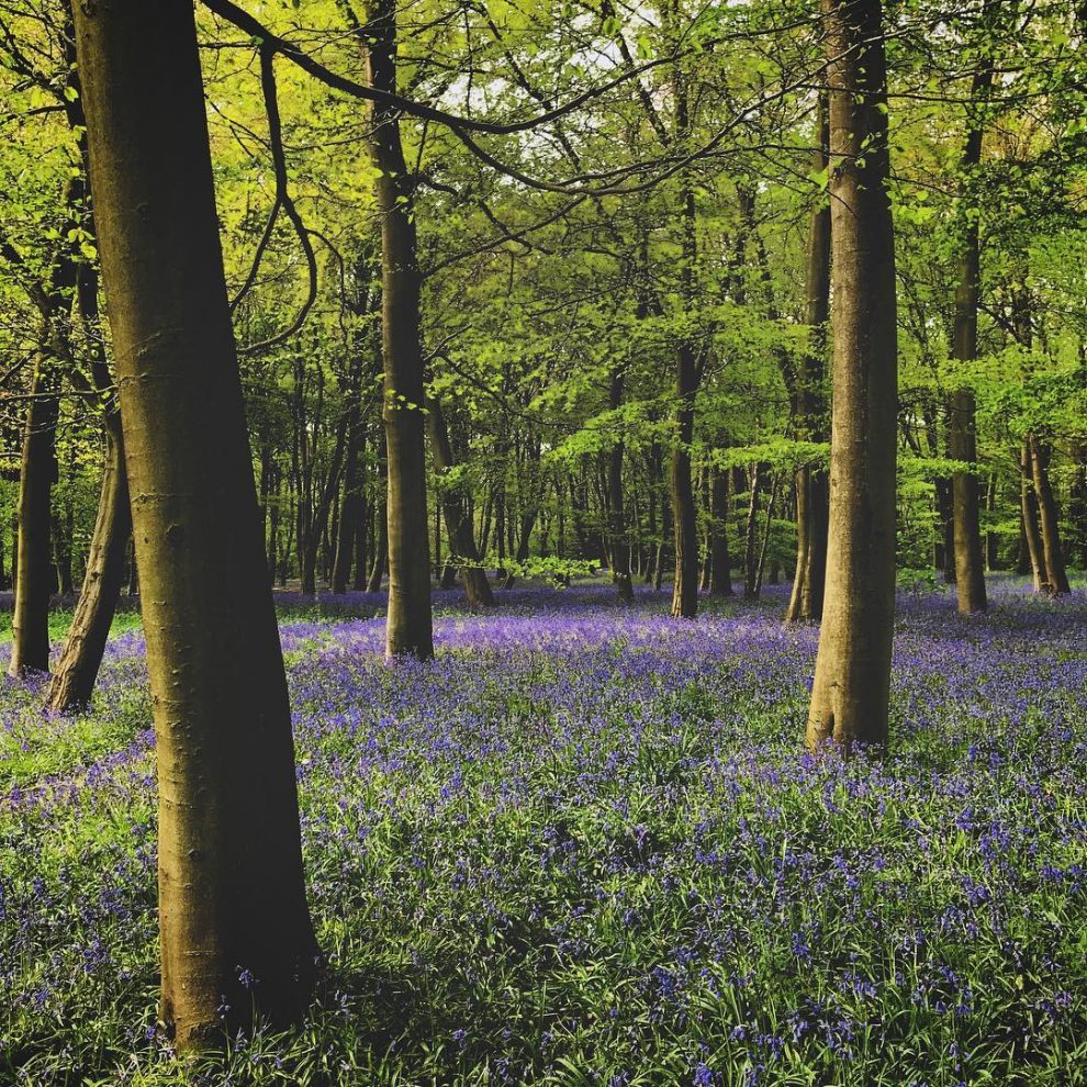 Wanstead Park Bluebells Are Currently Filling The Woodland