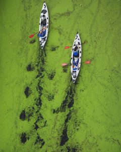 Moo Canoes: Take To The River With These Funky Bovine Boats