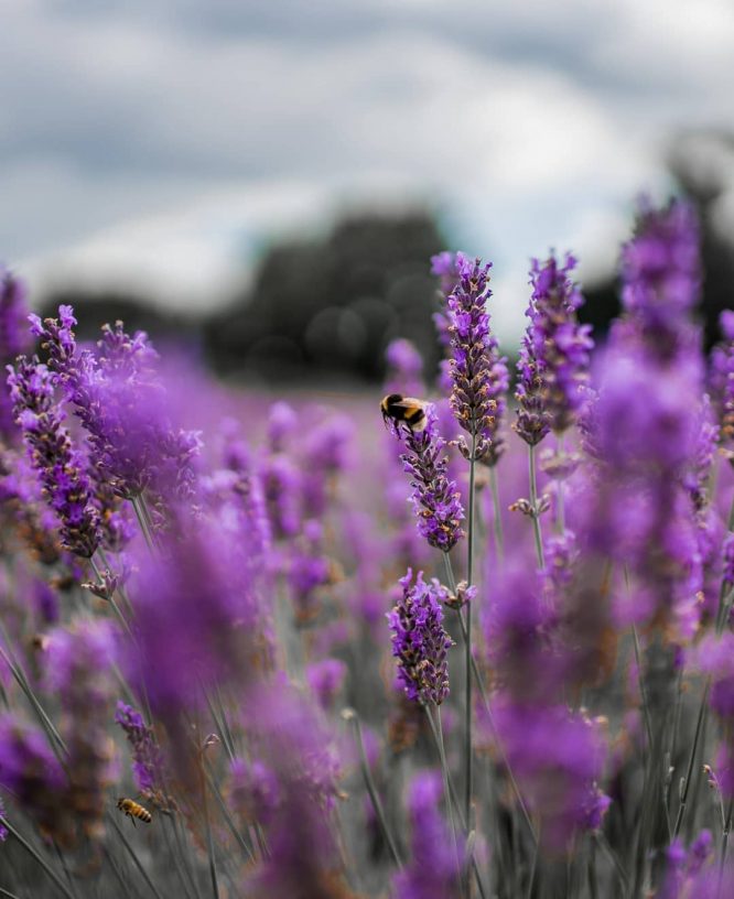 Mayfield Lavender Farm: South London's Perfect Purple Paradise