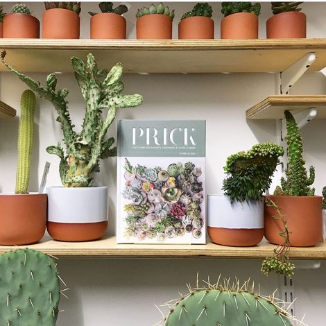 Prick: This Dalston Shop Houses A Cracking Collection Of Cacti
