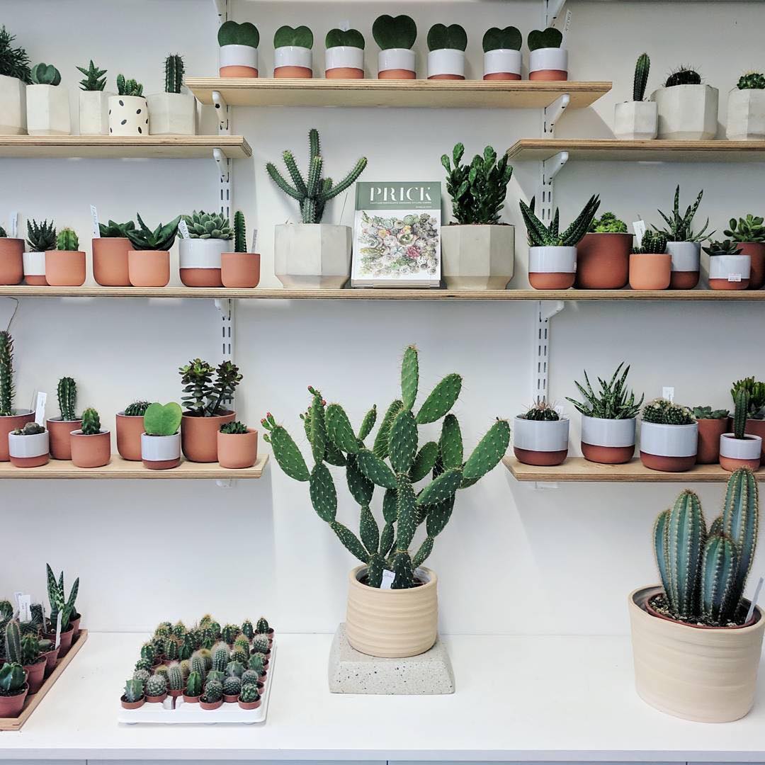 Prick: This Dalston Shop Houses A Cracking Collection Of Cacti