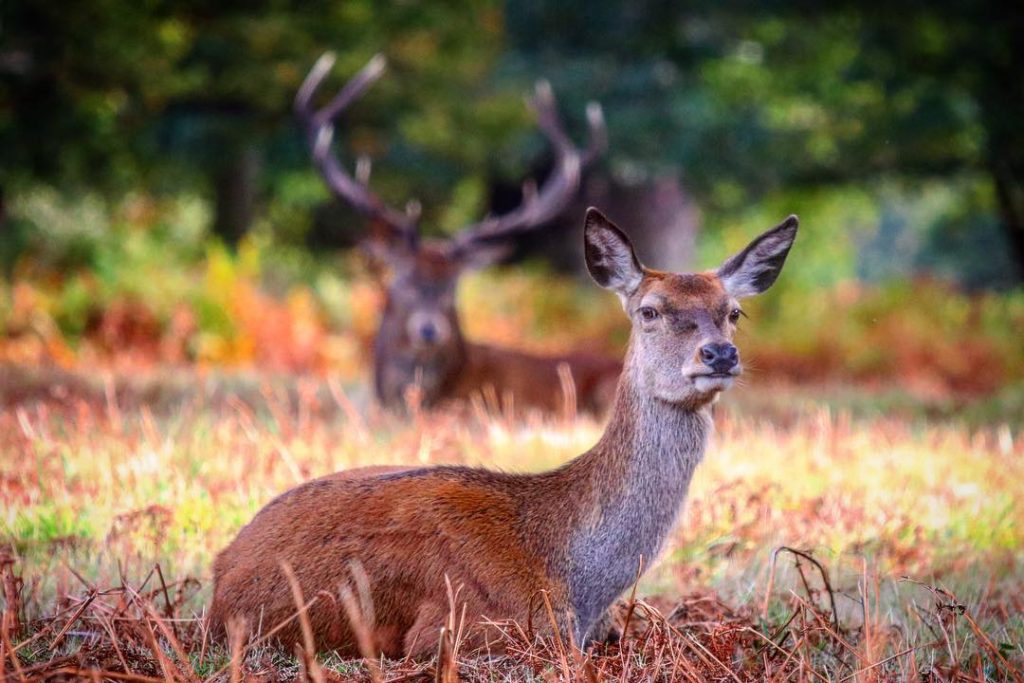 Instagrammable London: 18 Photos Of London Looking Awesome In The Autumn