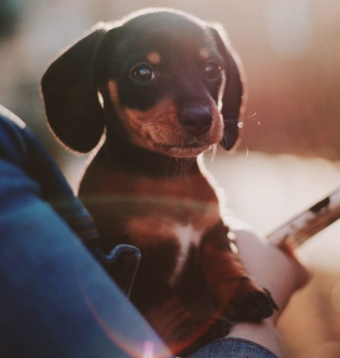 Discover Dogs' Cuddle Corner: Cuddle Loads Of Puppies At This ...