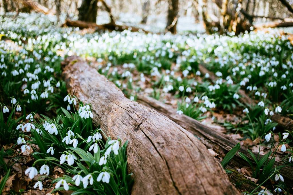 Catch Snowdrops In London For Some Early Spring Blooms