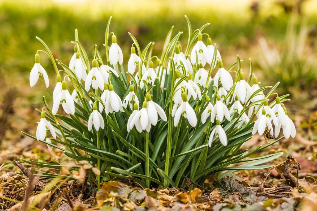 Catch Snowdrops In London For Some Early Spring Blooms