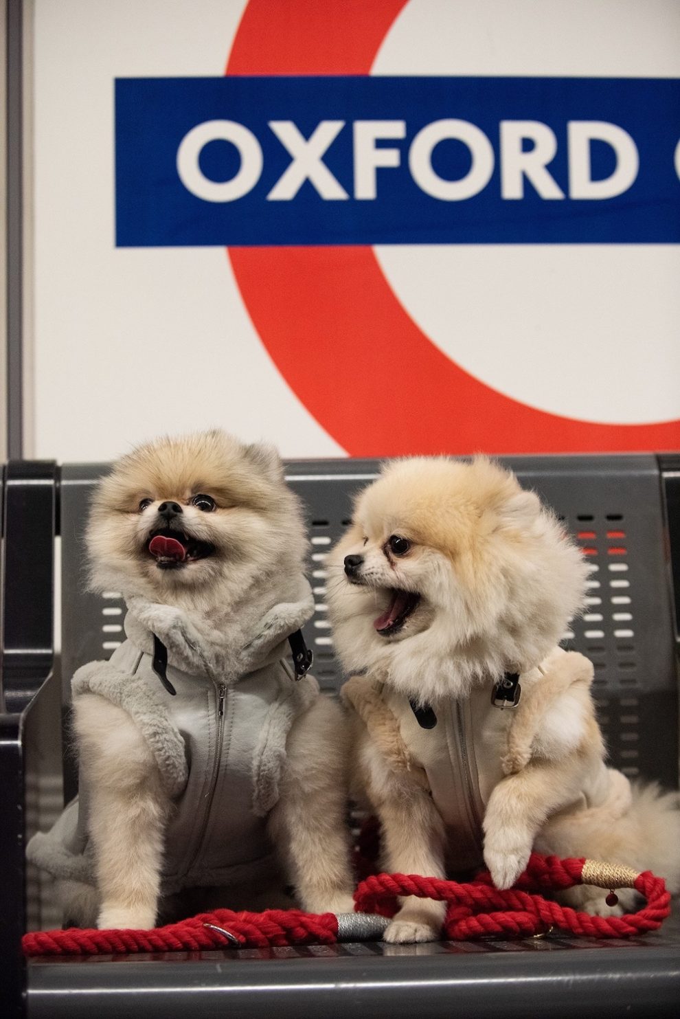 London Dog Week: A Week-Long Celebration Of Urban Doggos