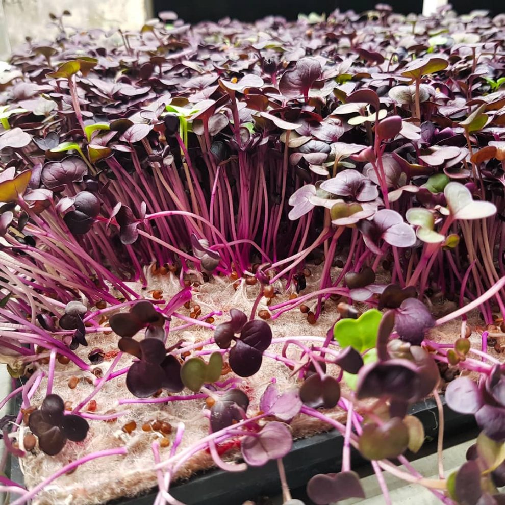 Growing Underground: The World's First Underground Farm Is Open For Tours