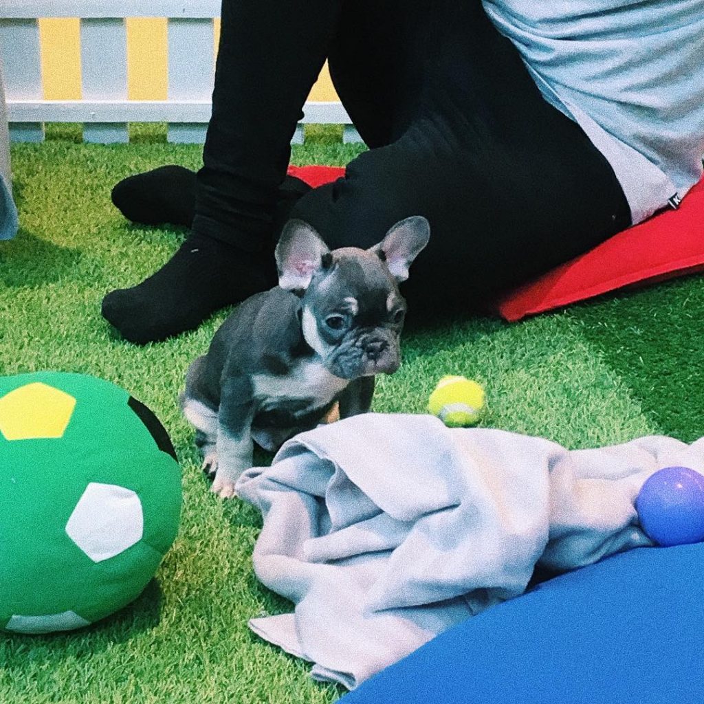 Paws In Work: Pop-Up Puppy Therapy At Your Office