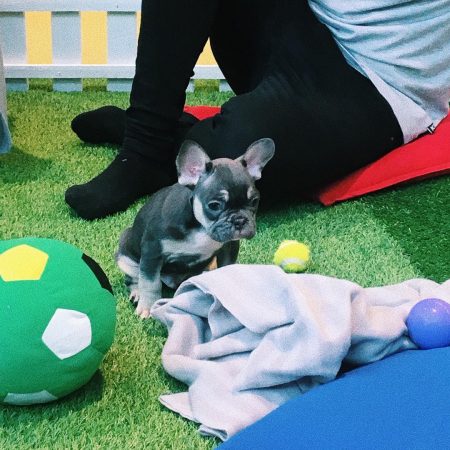 Paws In Work: Pop-Up Puppy Therapy At Your Office