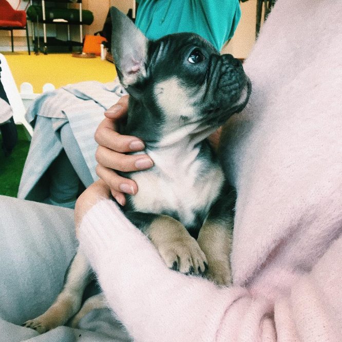 Paws In Work: Pop-Up Puppy Therapy At Your Office