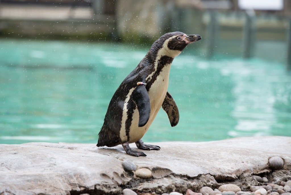 Watch The Sun Go Down With The Animals At ZSL’s Adults-Only Zoo Nights