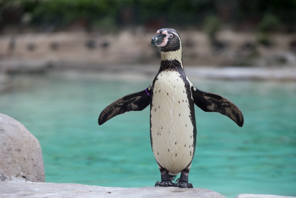 Watch The Sun Go Down With The Animals At ZSL’s Adults-Only Zoo Nights