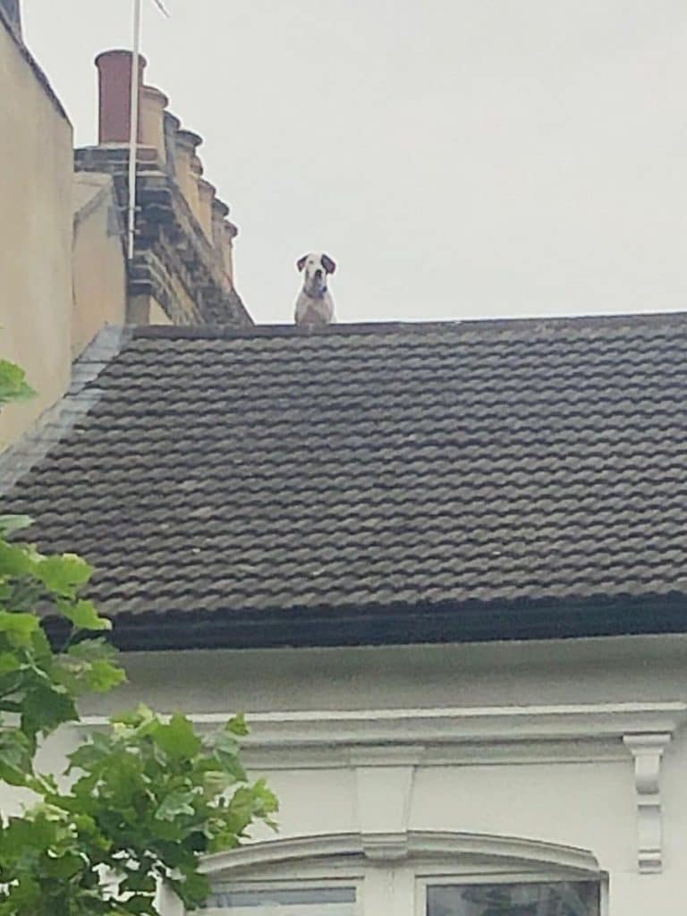 London Dog Gets Stuck On Roof, Realises Terrible Mistake, Gets Rescued ...