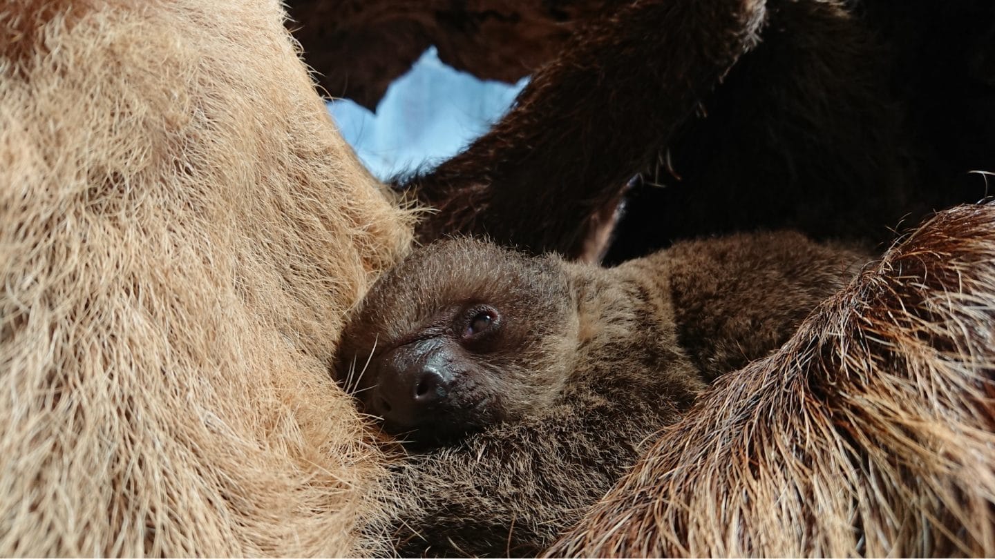 Check Out The New Baby Animals At Zoo Nights This June And July
