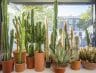 The Best Plant Shops In London To Feed Your Obsession