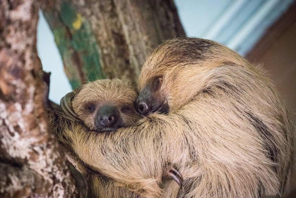 Your Step-By-Step Guide To Experiencing Everything At Zoo Nights