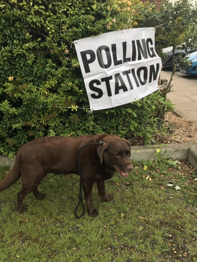 Just Some Pictures Of Dogs At Polling Stations To Inspire You To Vote Today