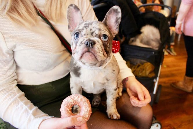 Pup Café: A Pop-Up For Cockapoos And Frenchies Is Coming To London