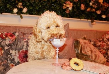 Pup Café: A Pop-Up For Cockapoos And Frenchies Is Coming To London