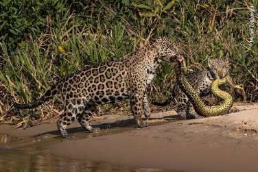 Mice Fight Photo Wins Coveted Wildlife Photographer Of The Year Award