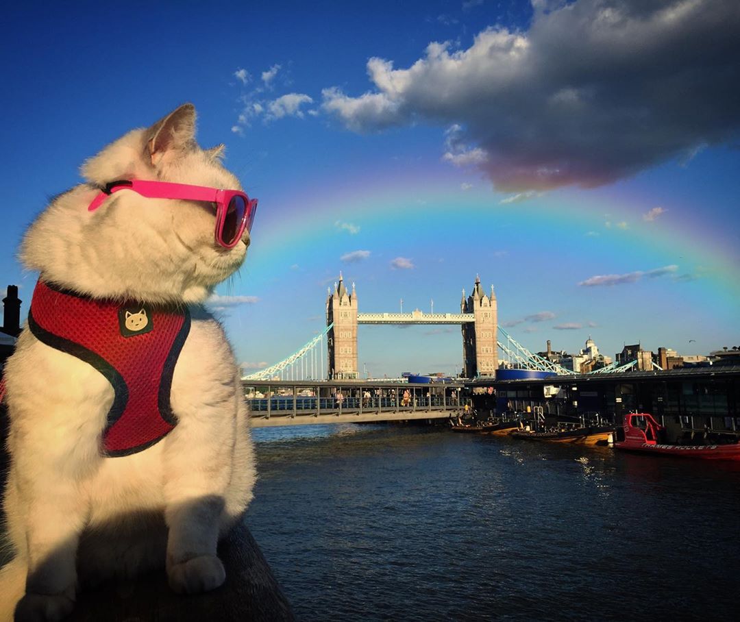 Fluffles The Cat: The Adventure Puss Who Rides The Tube Like A Boss