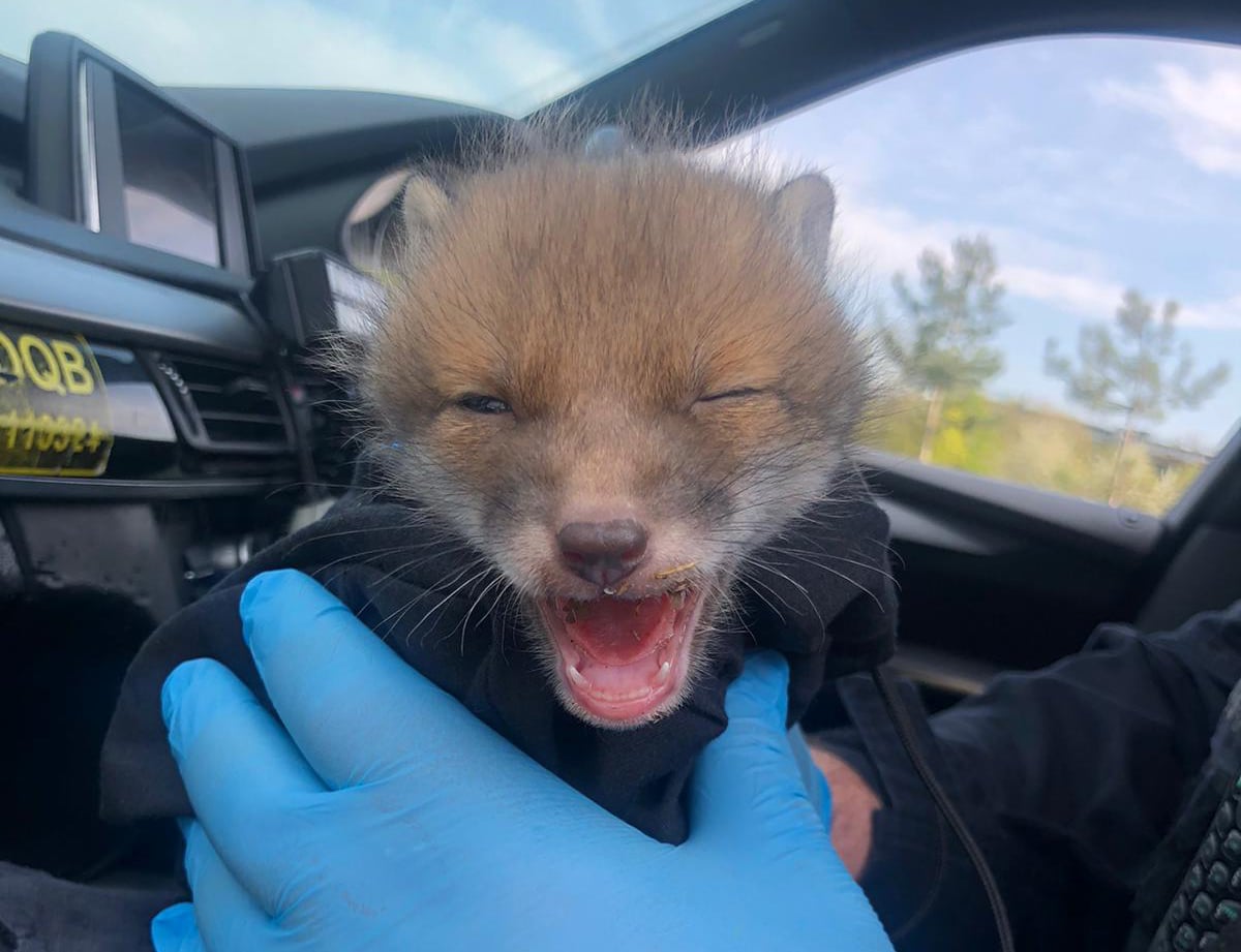 Police Rescued A Tiny Injured Fox Cub In A London Park Over The Easter ...