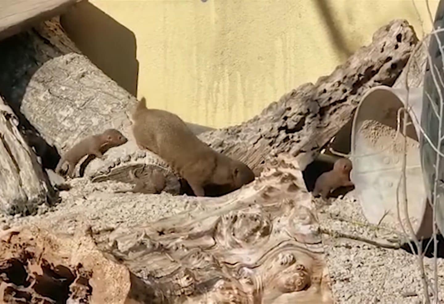 Adorable Dwarf Mongoose Babies Have Just Been Born At ZSL London Zoo