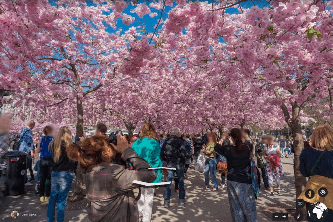 Explore 10 Of The Most Beautiful Cherry Blossom Spots Around The World